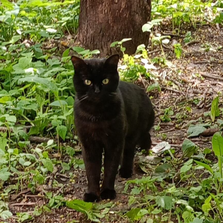 Котик в беде