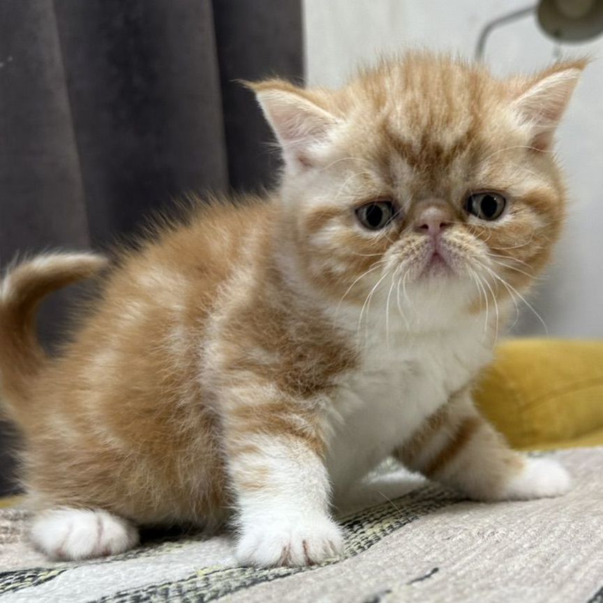 Экзотический короткошёрстный кот, вязка