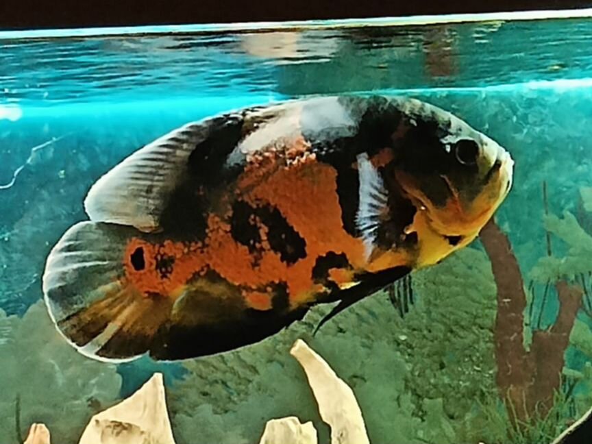 Астронотус