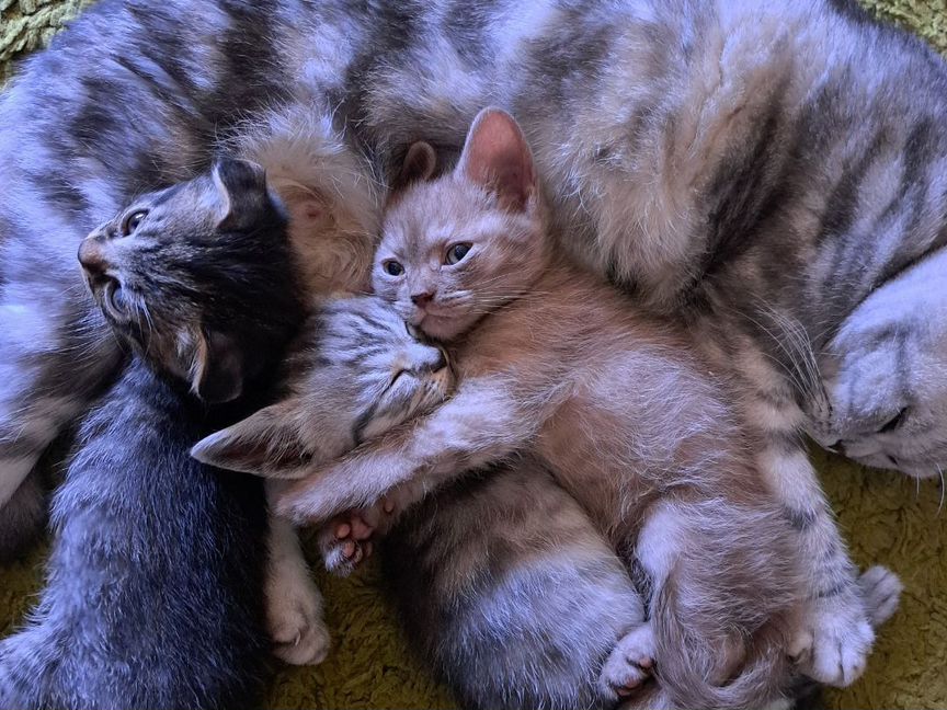 Кошка