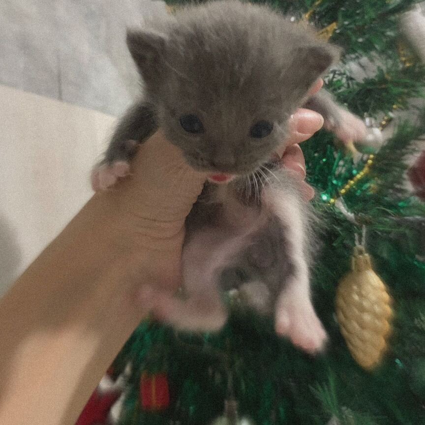 Котята