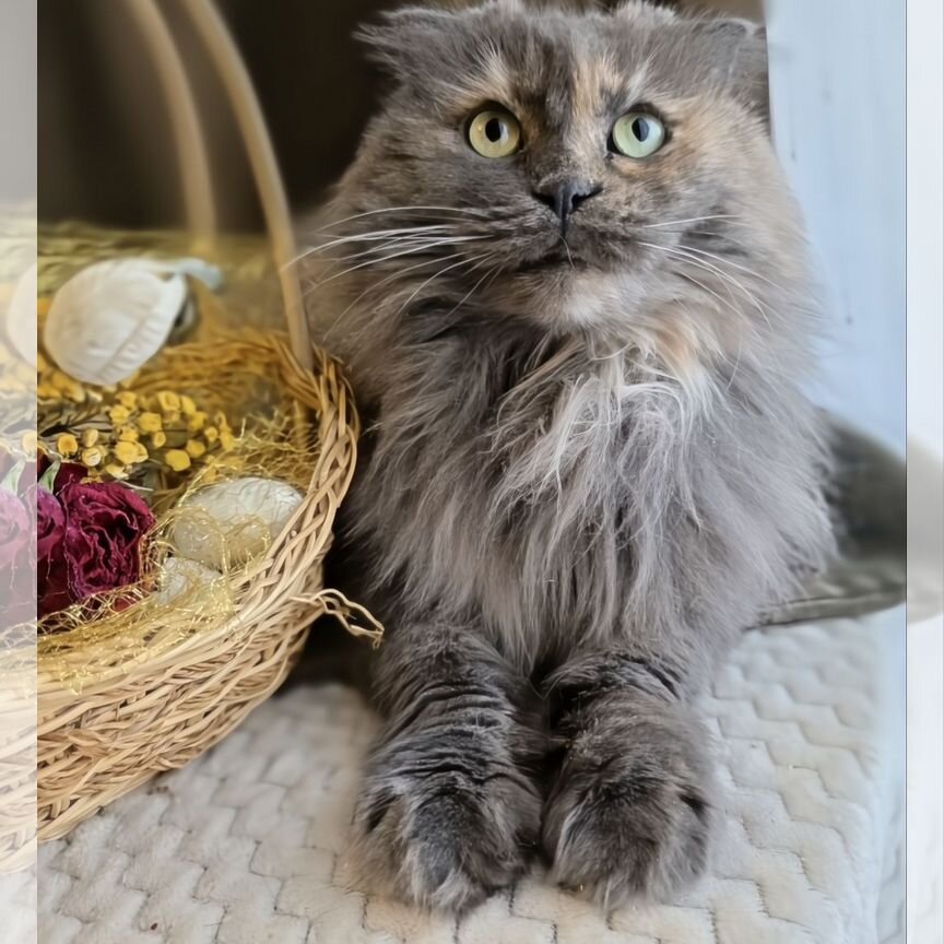 Шотландская вислоухая длинношёрстная, взрослая кошка