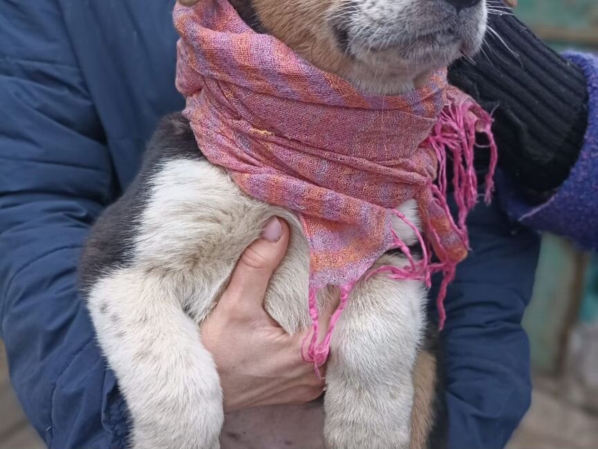 Малыш мама метис три мес