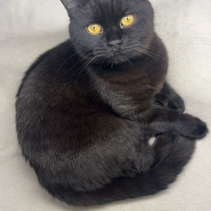 Кошечка ищет жениха