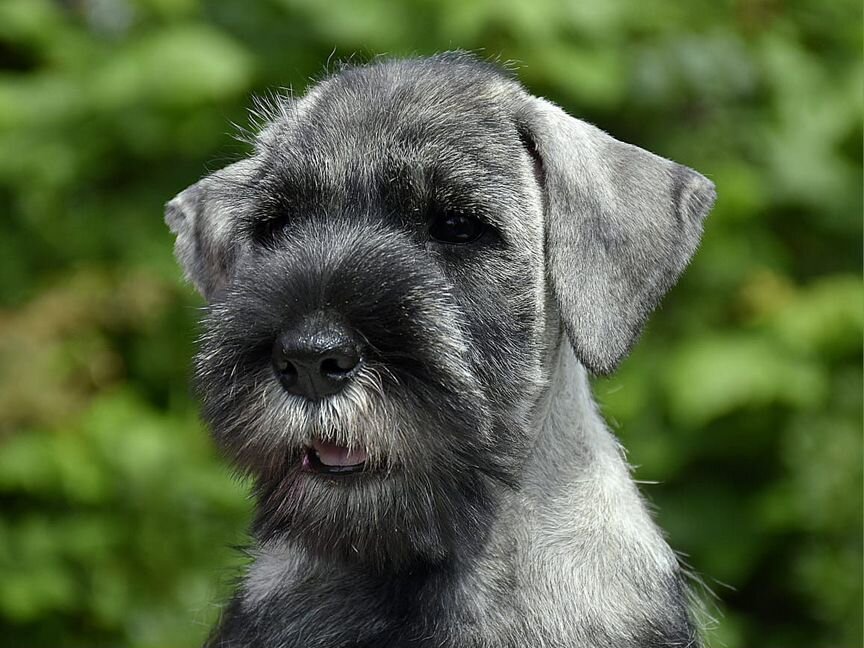 Миттельшнауцер