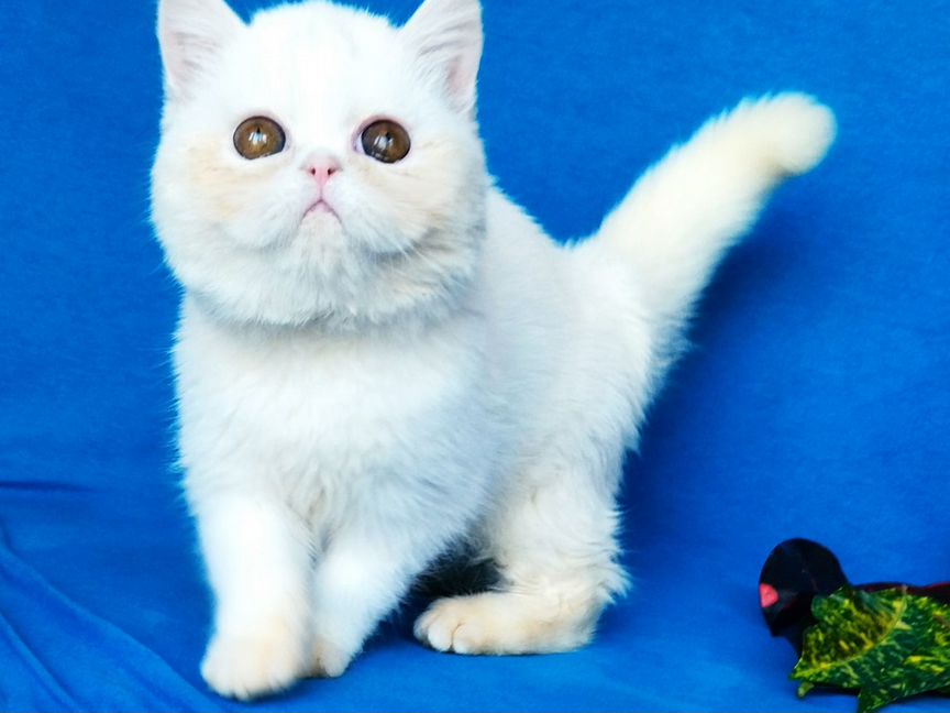 Белоснежная красотка