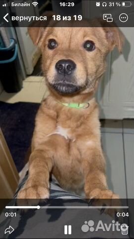 Отдам бесплатно щенки