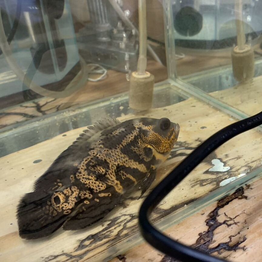 Рыбка астронотус