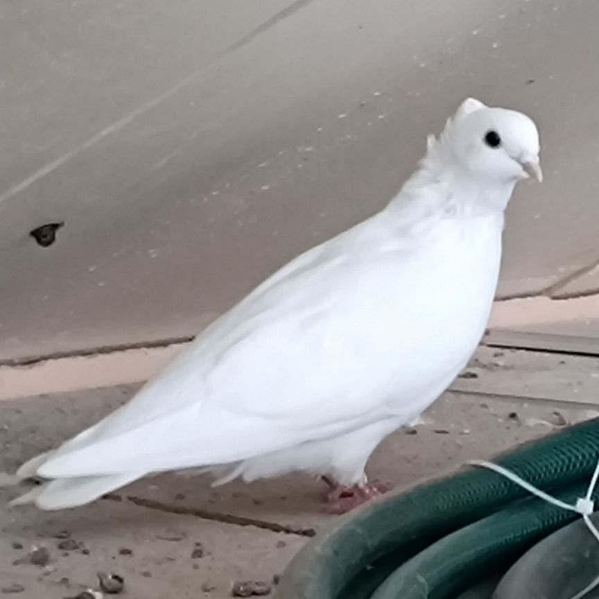 Продажа голубей