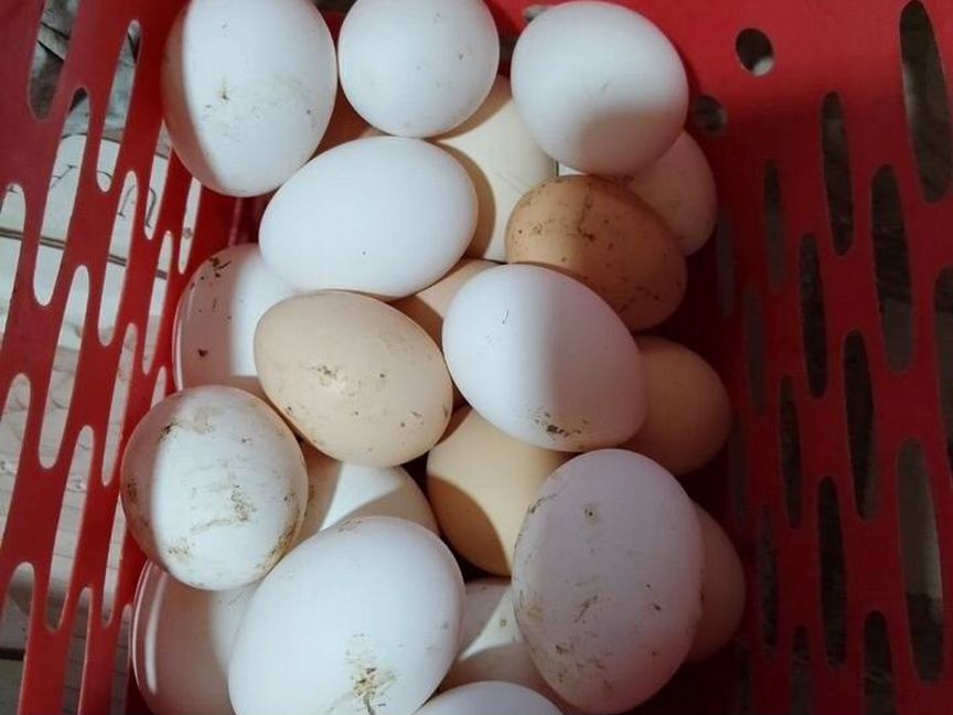 Домашние куриные яйца инкубационные