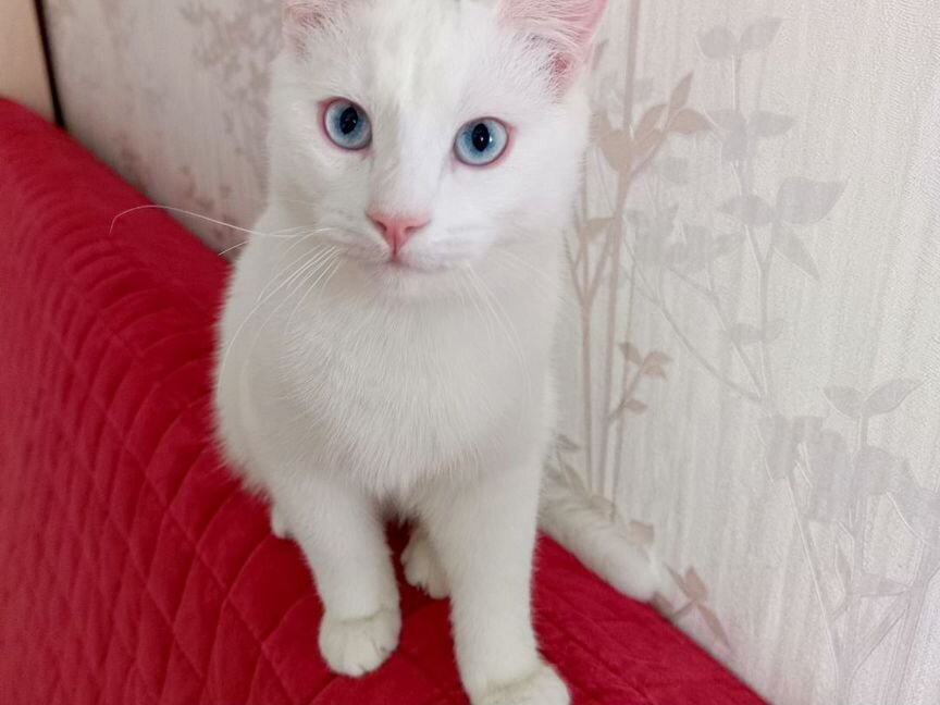 Белый котёнок