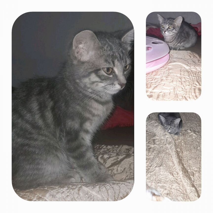 Котята в добрые руки