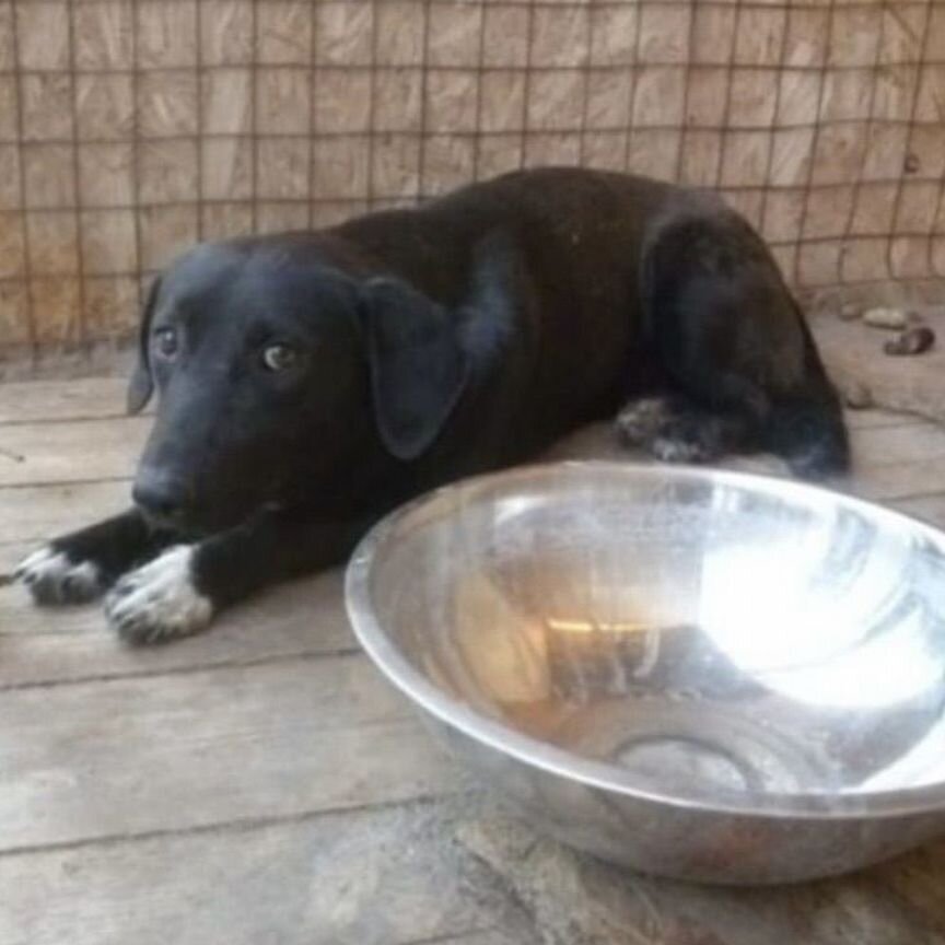 Спасите собаку от усыпления