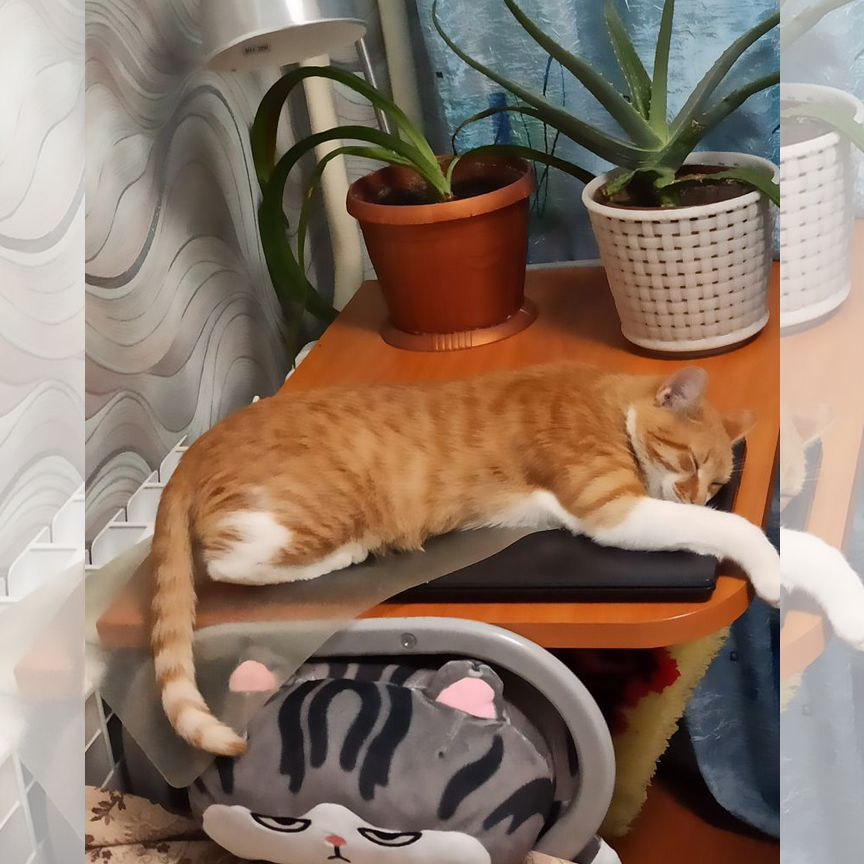 Классный котенок