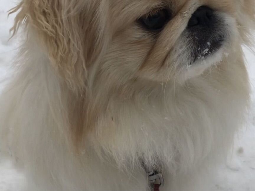 Вязка пекинес девочка