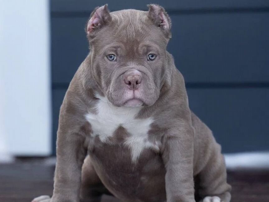 Американский булли покет щенки