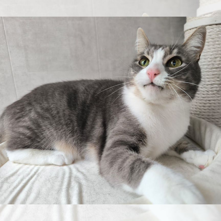 Котик Маркиз в добрые ручки