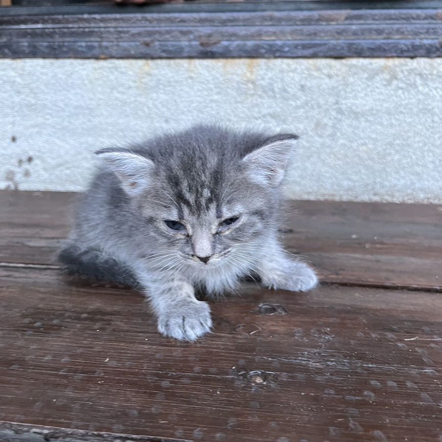Котята в добрые руки бесплатно мальчик