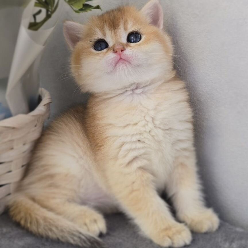 Британский короткошёрстный котёнок