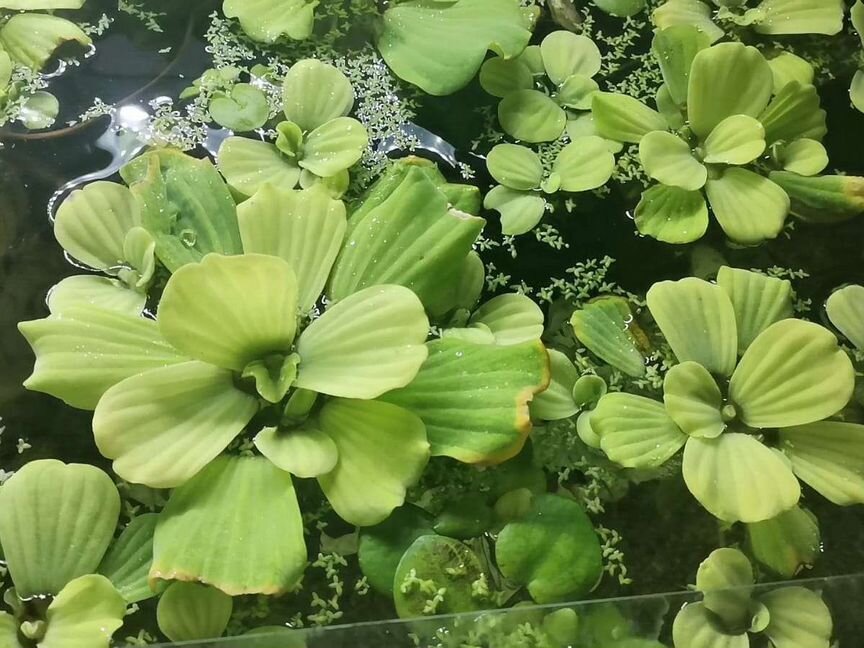 Пистия, лимнобиум отдам