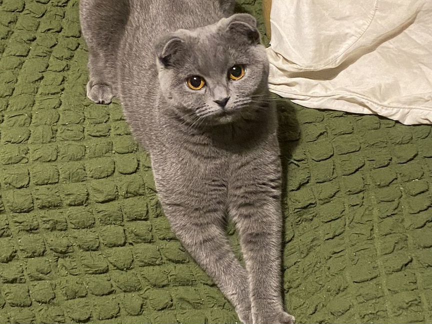 Вислоухая кошка вязка