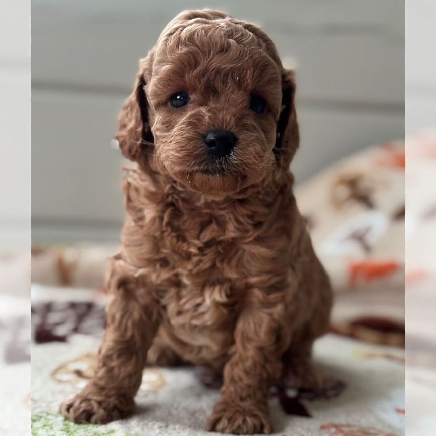 Той-пудель, щенок