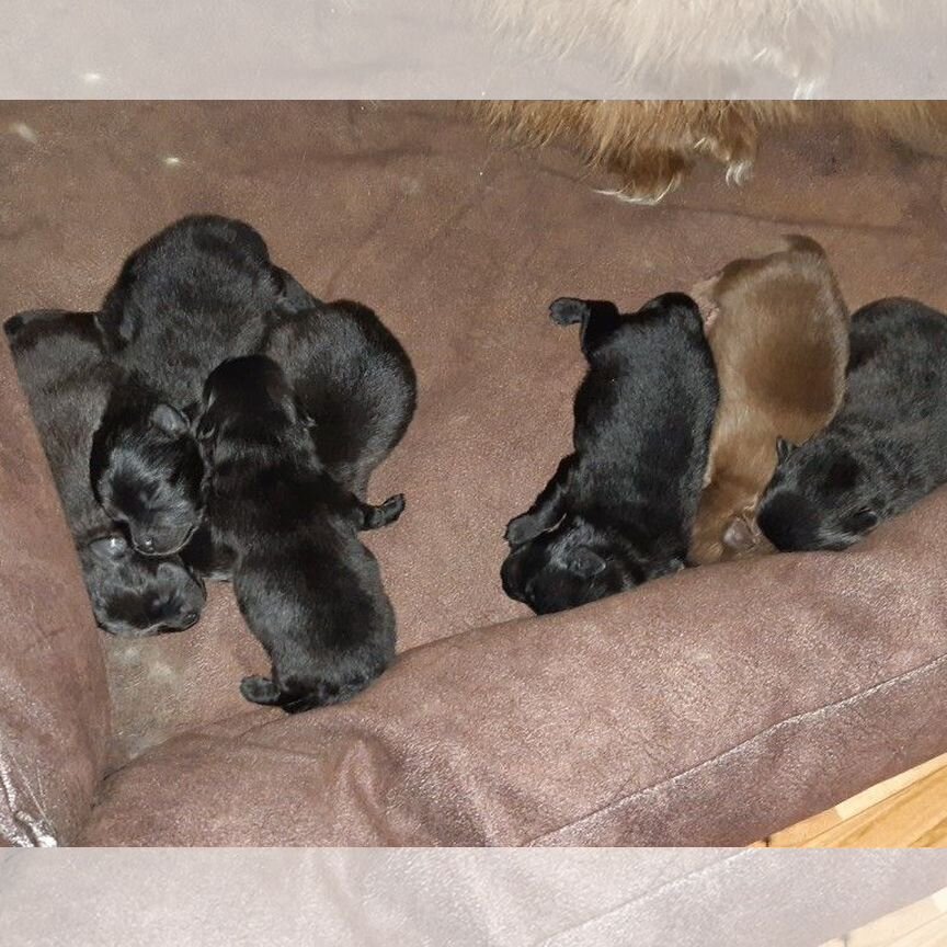 Померанский шпиц