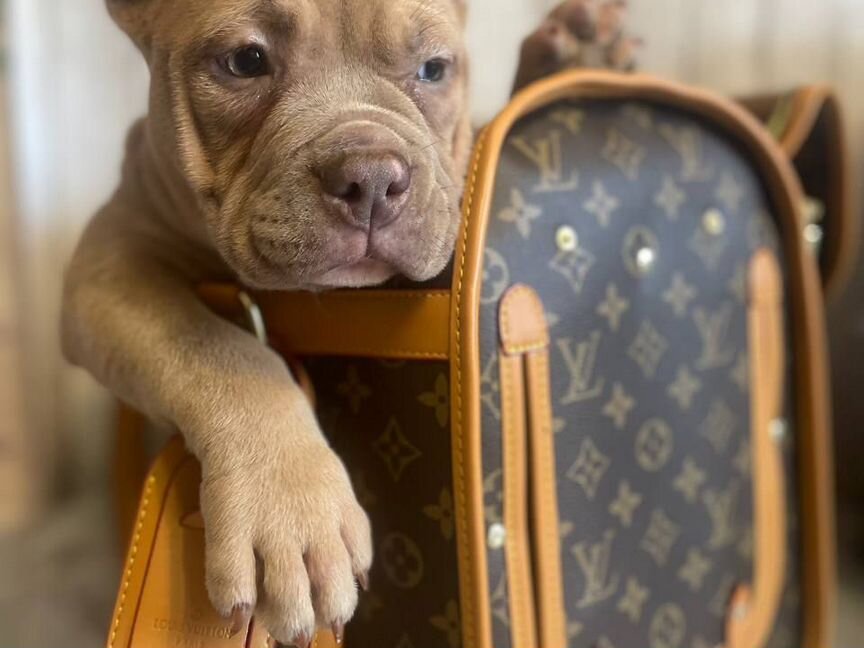 Американский булли девочка покет 3месяца