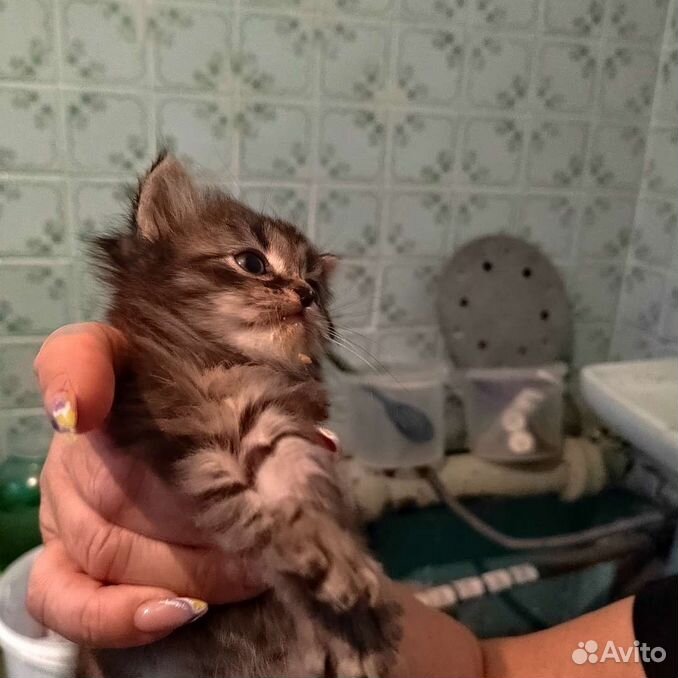 Котята в добрые руки бесплатно безпородистые