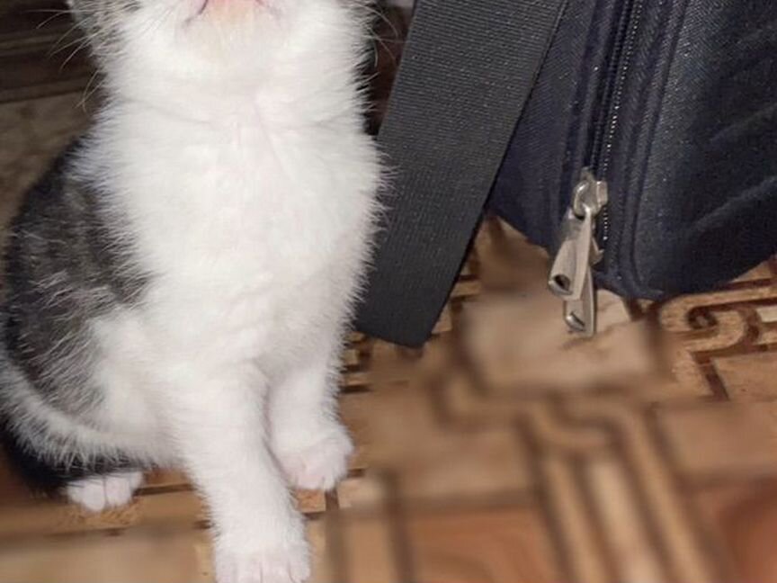 Котёнок от шотландской кошки