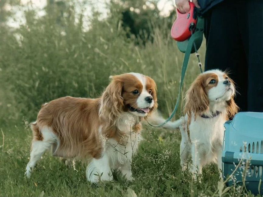 Взрослые суки кавалеры с документами РКФ