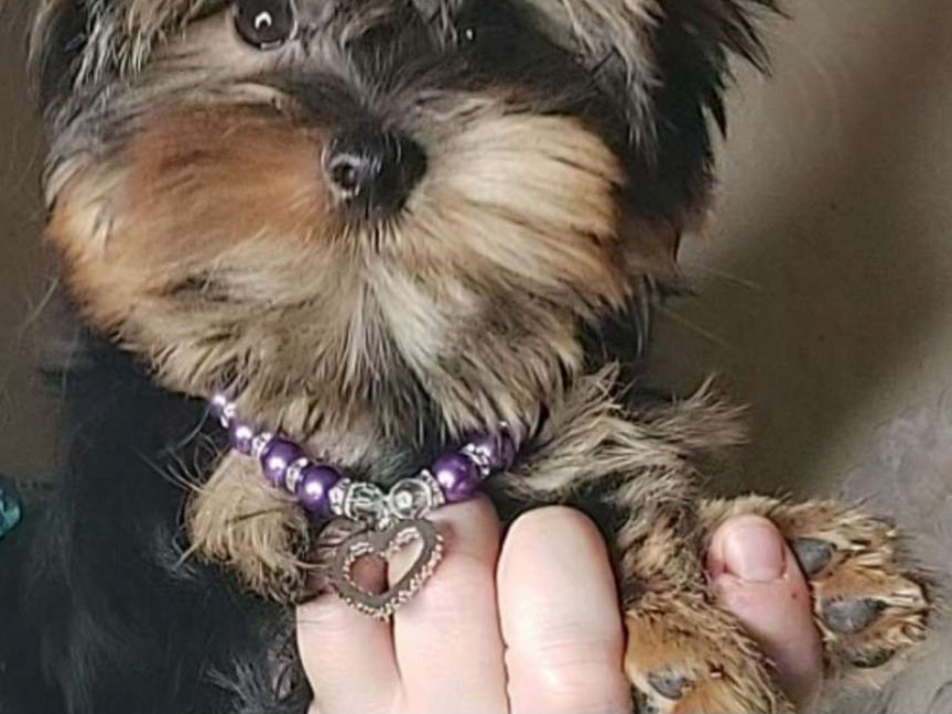 Йоркширский терьер