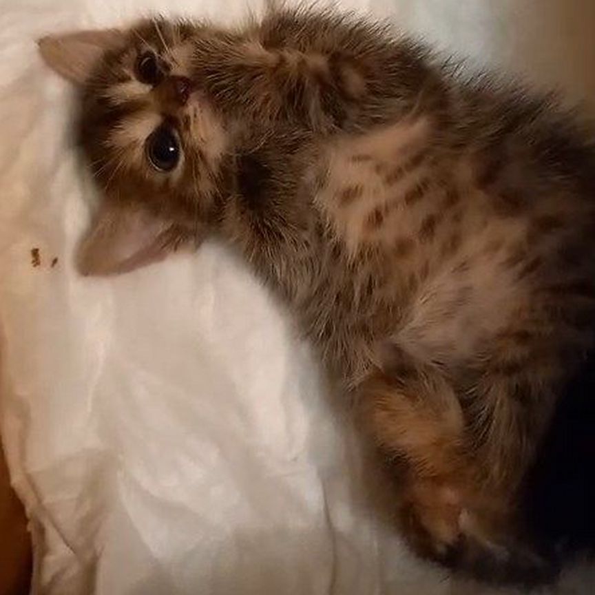 Отдам трёх маленьких котят, 2 мальчика и 1 одна де