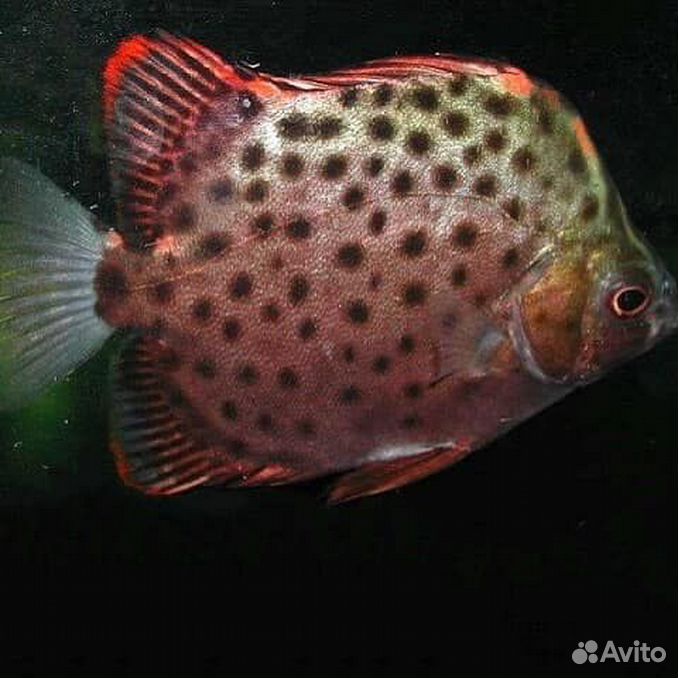 Аргус красный (Scatophagus argus)