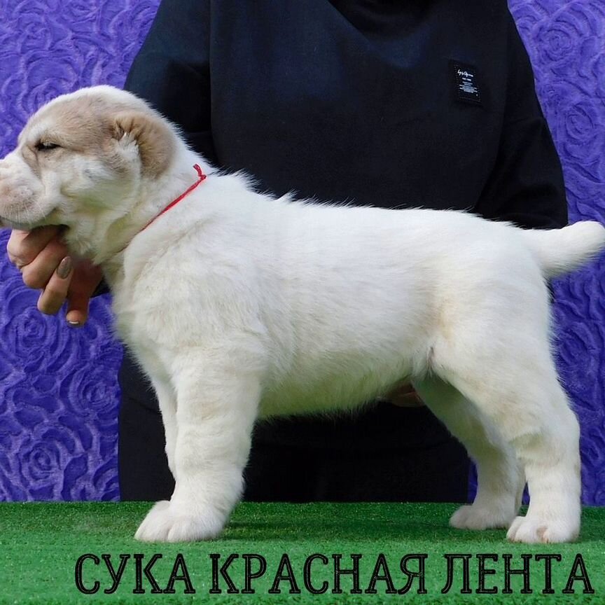 Мощная красотка сао
