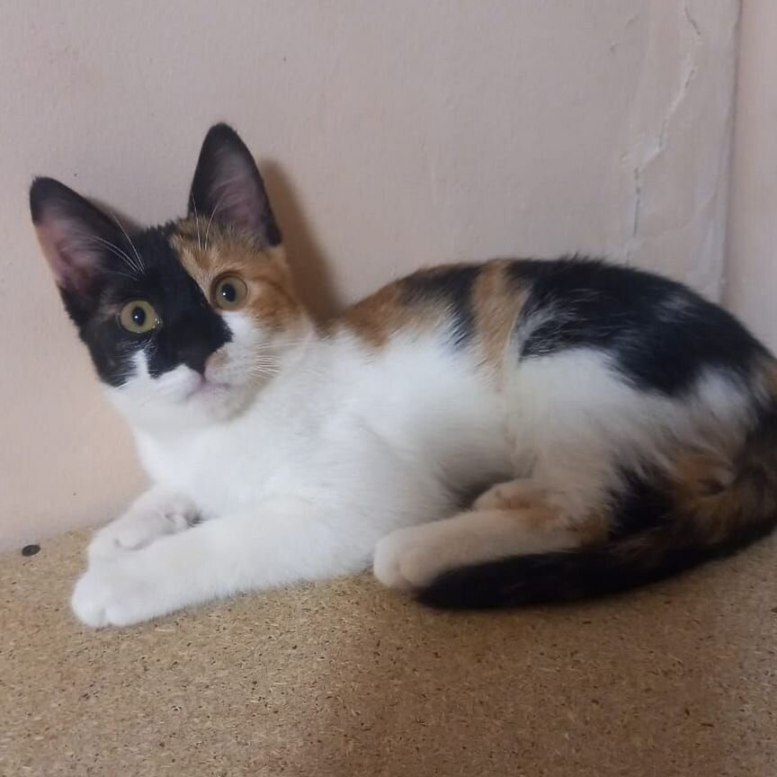 Я ищу семью