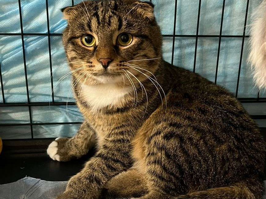 Шикарный вислоухий кот с улицы
