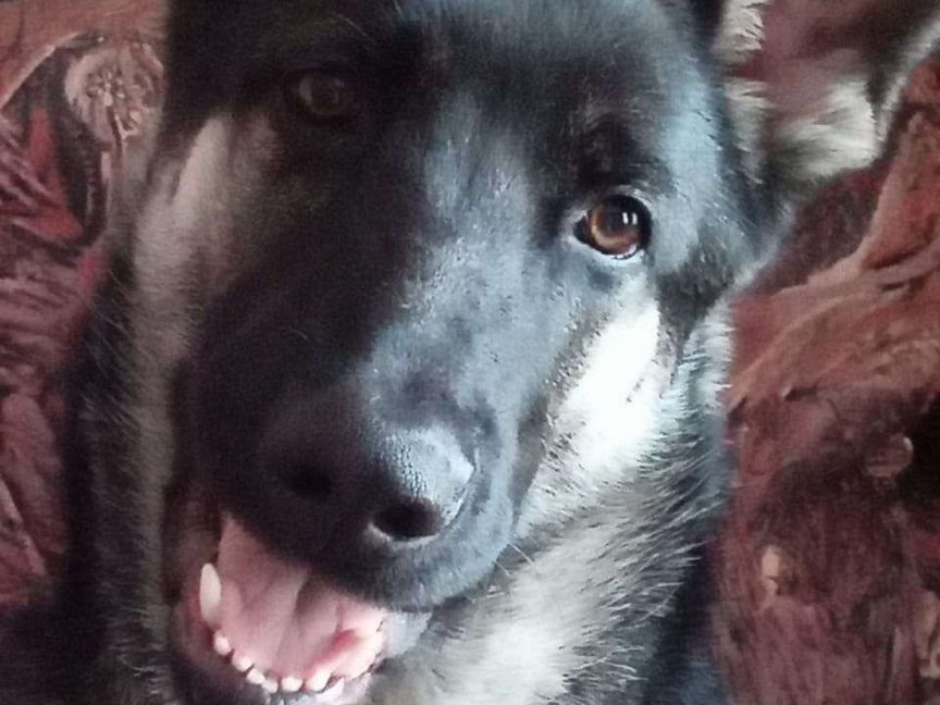 Восточноевропейская овчарка вязка