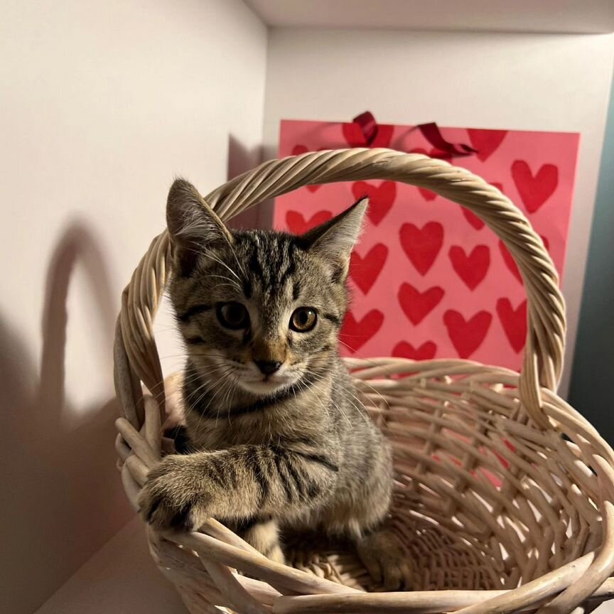 Котенок мальчик Лучок