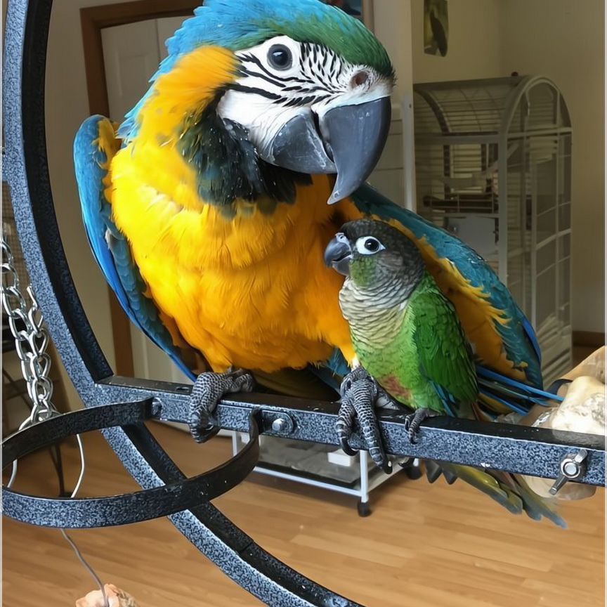 Попугай пиррура выкормыш ручной говорящий