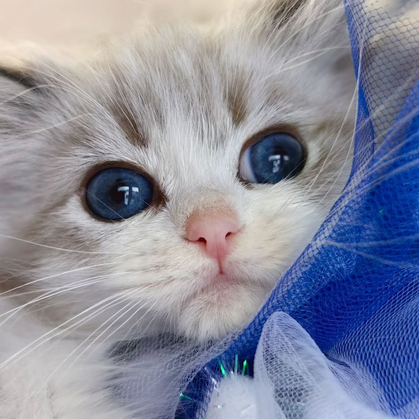 Дарите любовь, #котятарэгдолл