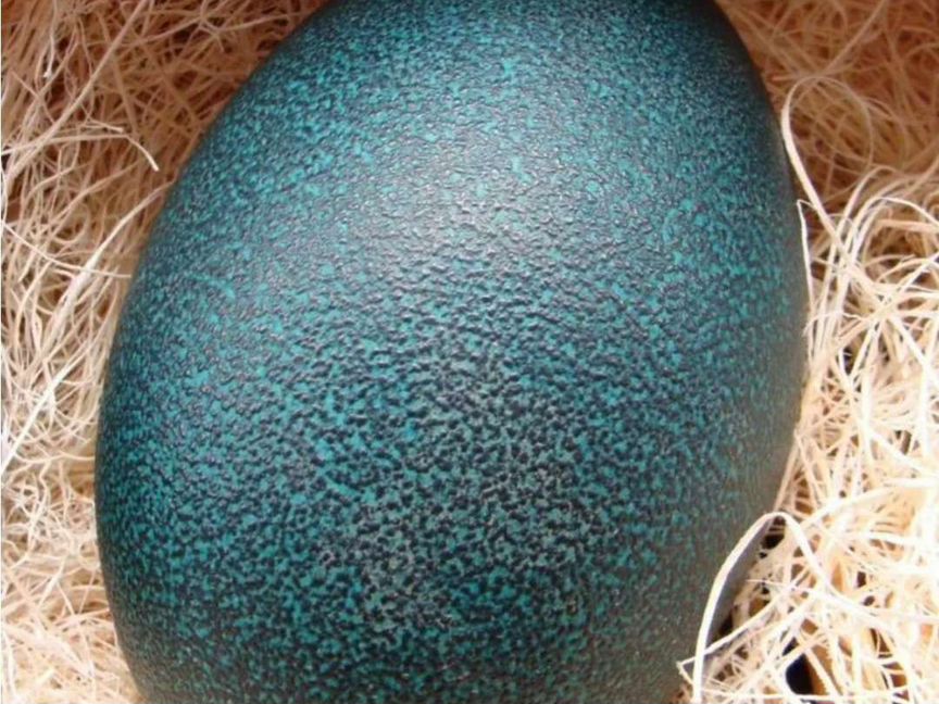 Инкубационное яйцо страуса