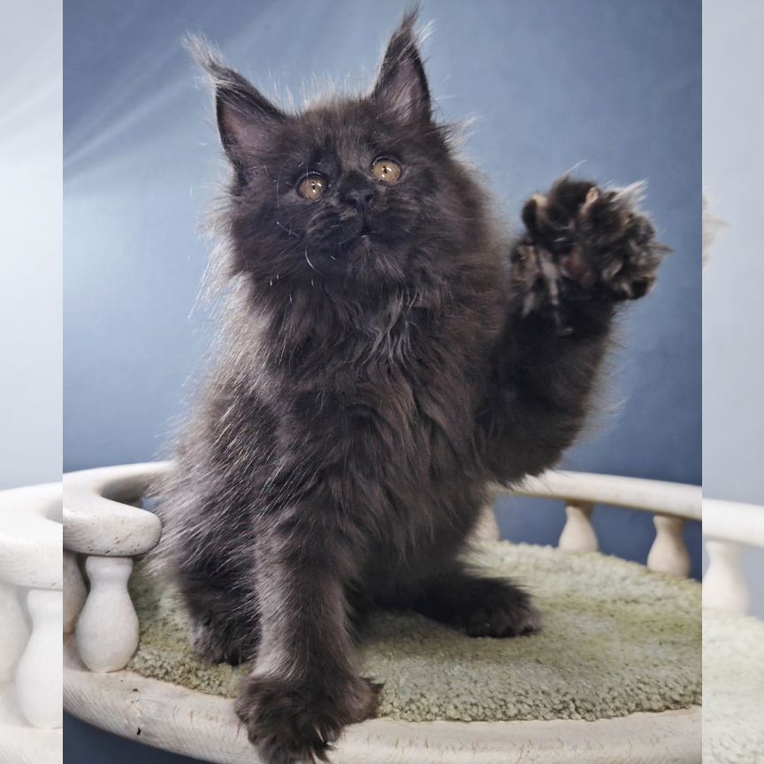 Мейн-кун котёнок