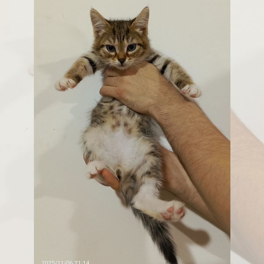 Котёнок в добрые руки