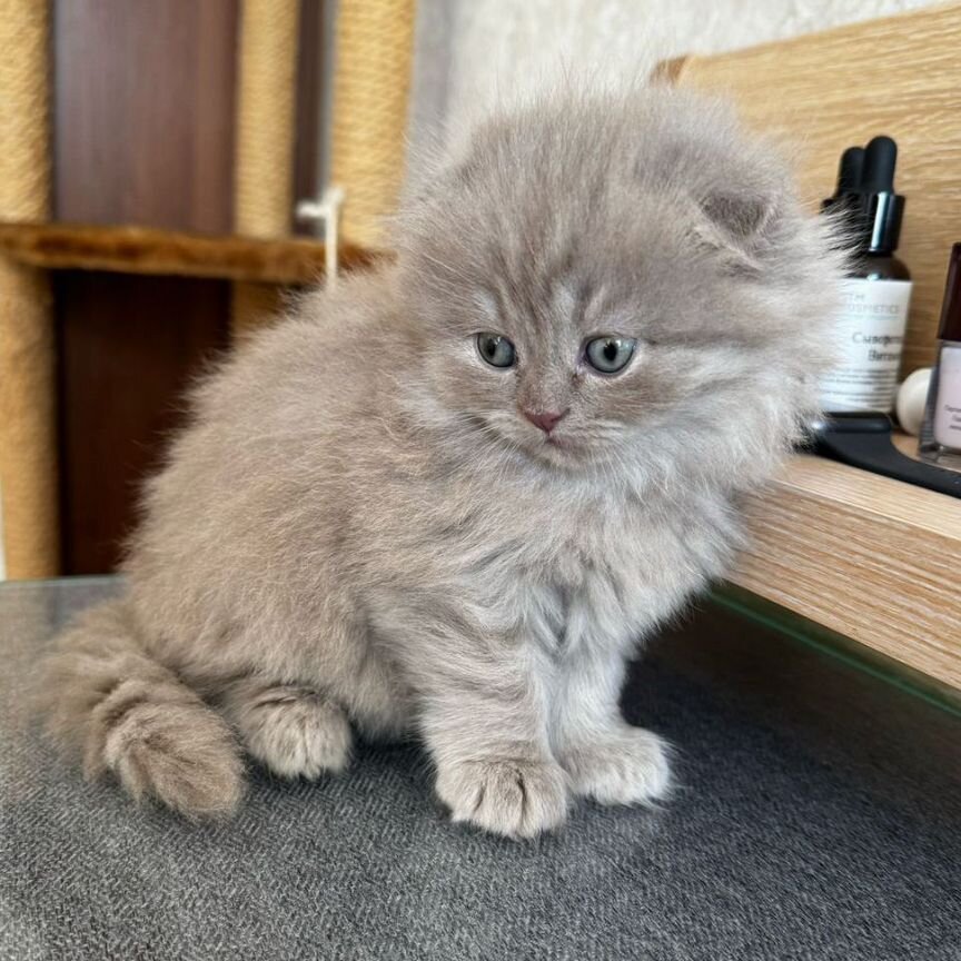 Шотландский вислоухий кот