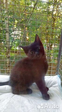 Котеночка черная с рыжим отблеском
