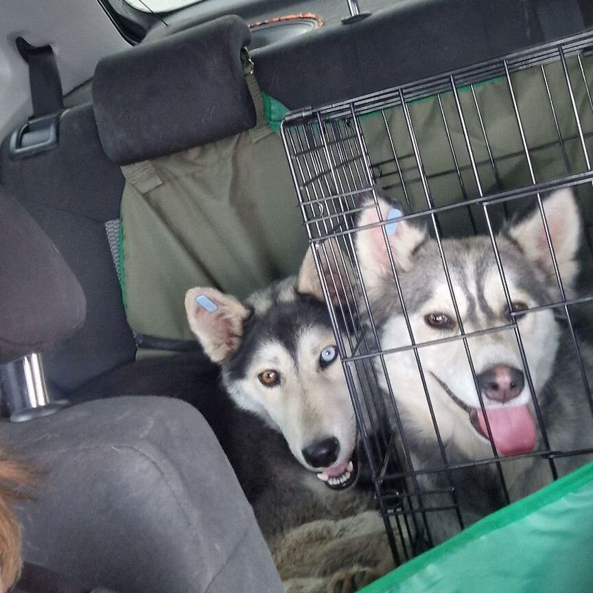 Хаски в добрые руки