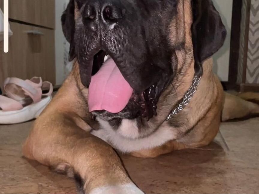 Английский мастиф вязка