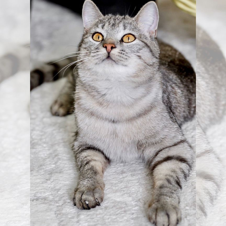 Взрослый кот от частного владельца