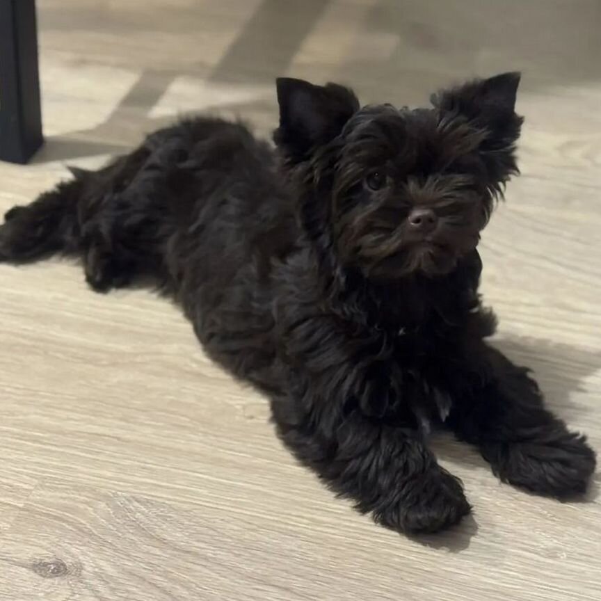 Йоркширский терьер, щенок